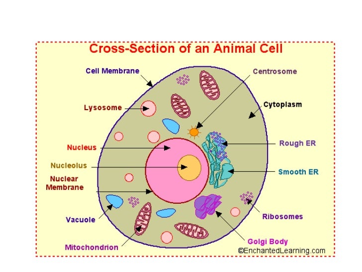 Banana dna lab isolating dna from a banana activity