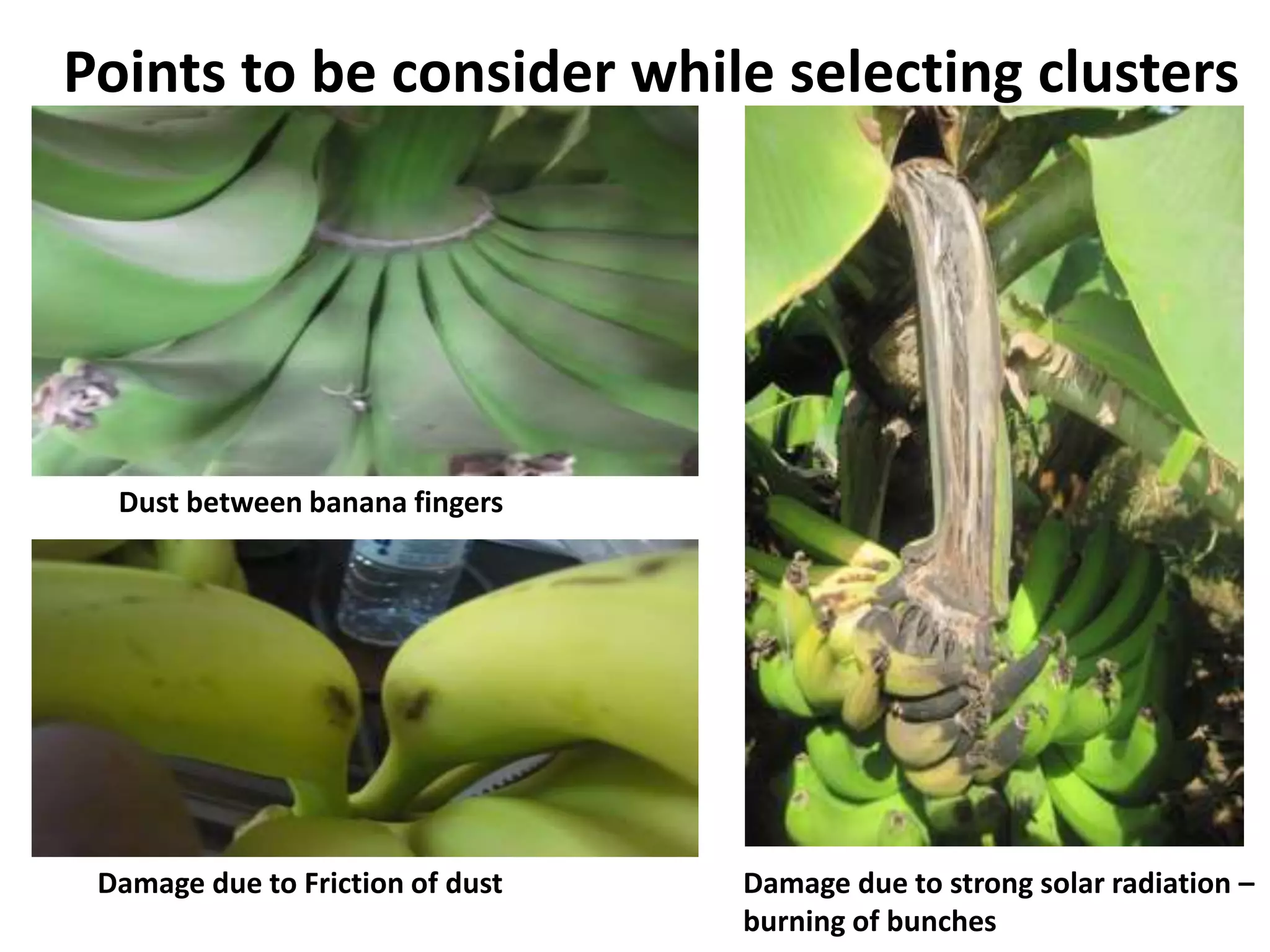 Banana Exports Packing Procedure | PPTX