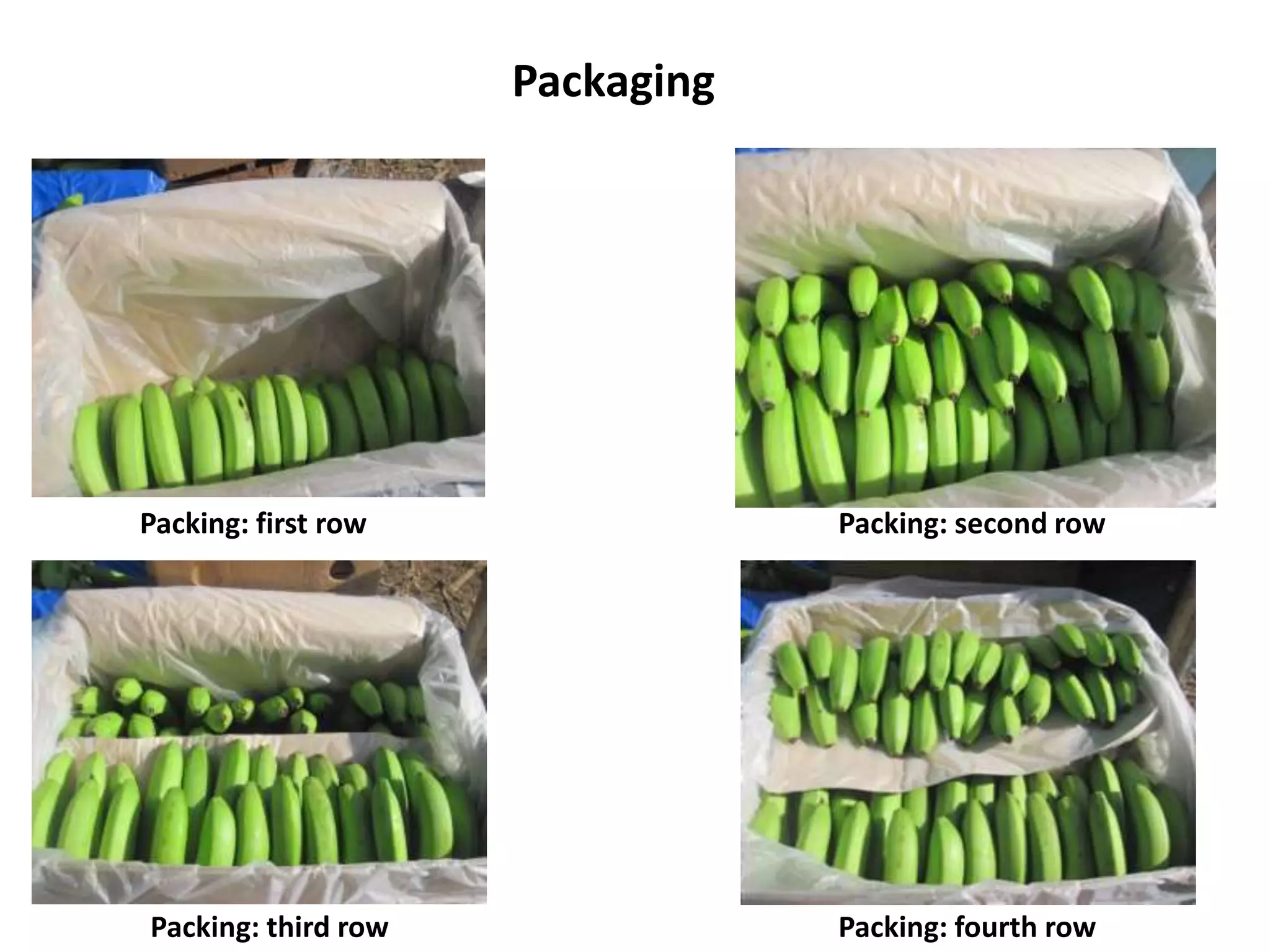 Banana Exports Packing Procedure | PPTX