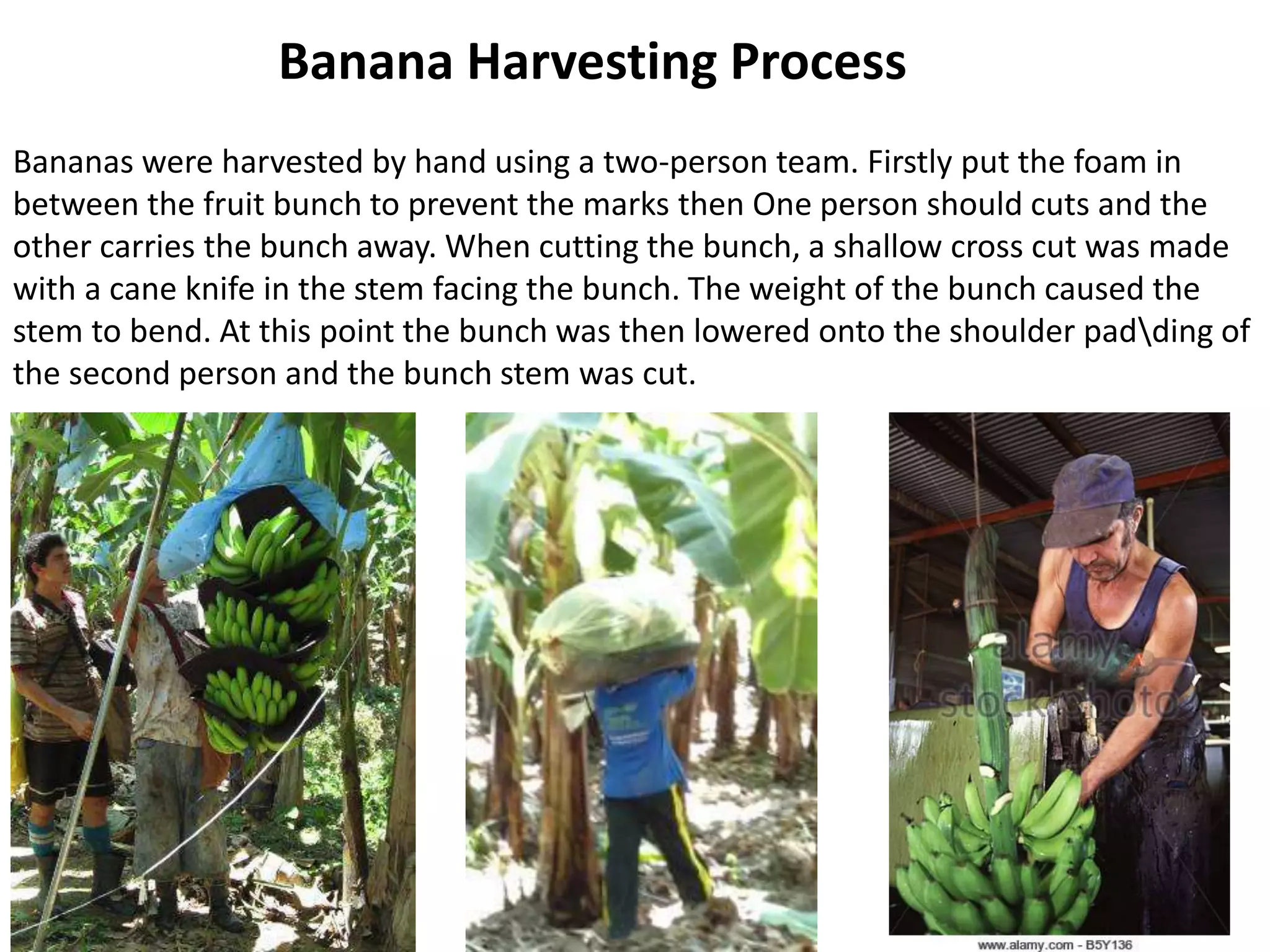 Banana Exports Packing Procedure | PPTX