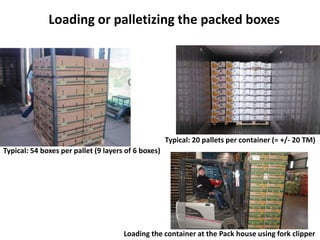 Banana Exports Packing Procedure | PPTX
