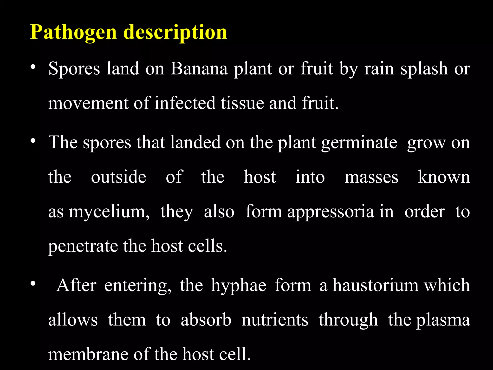 Banana freckle leaf spot disease | PPT