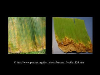 Banana freckle leaf spot disease | PPT