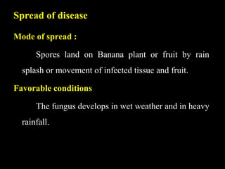 Banana freckle leaf spot disease | PPT