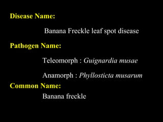Banana freckle leaf spot disease | PPT