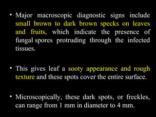 Banana freckle leaf spot disease | PPT