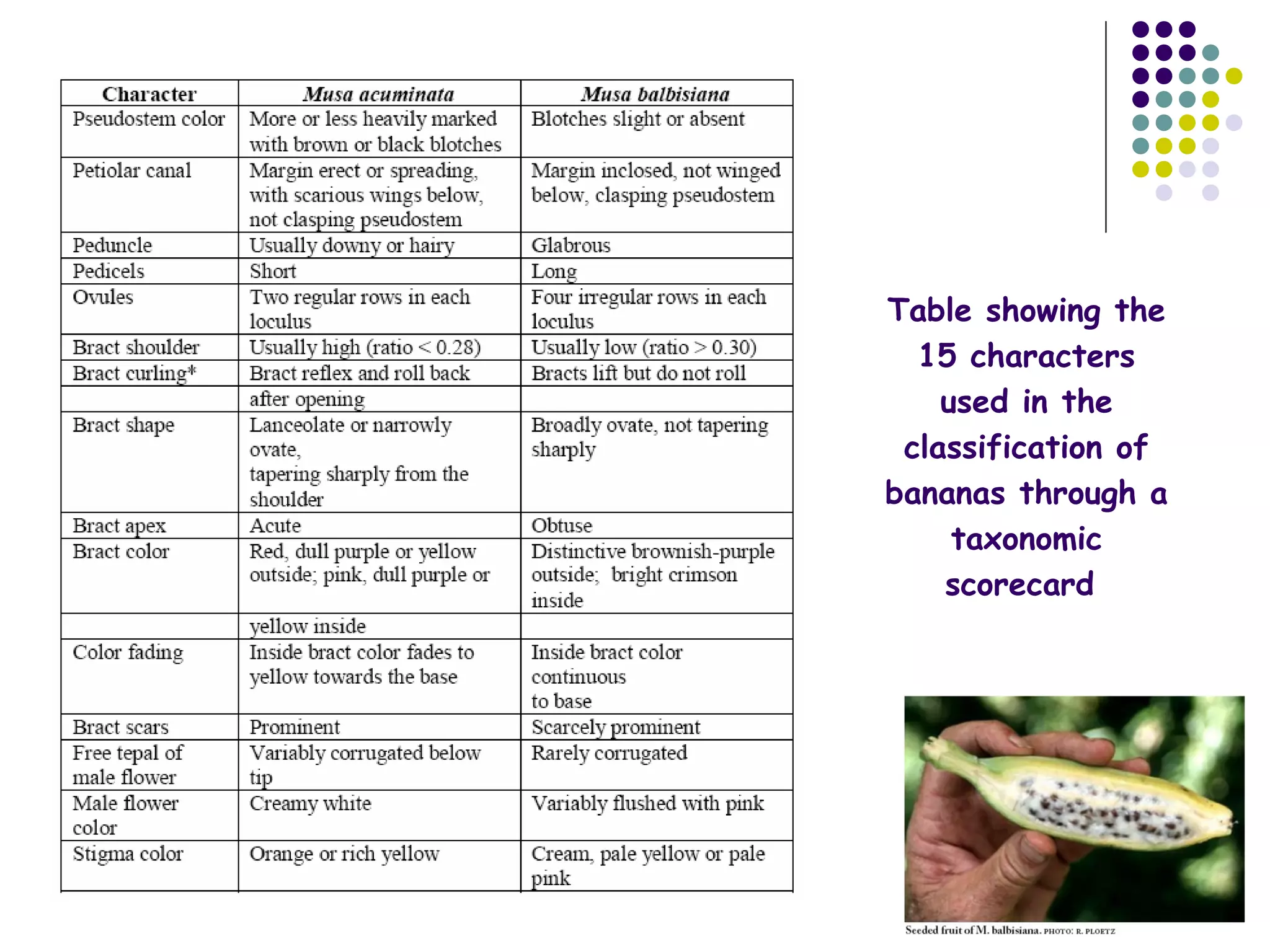 Banana genomic classification | PPT