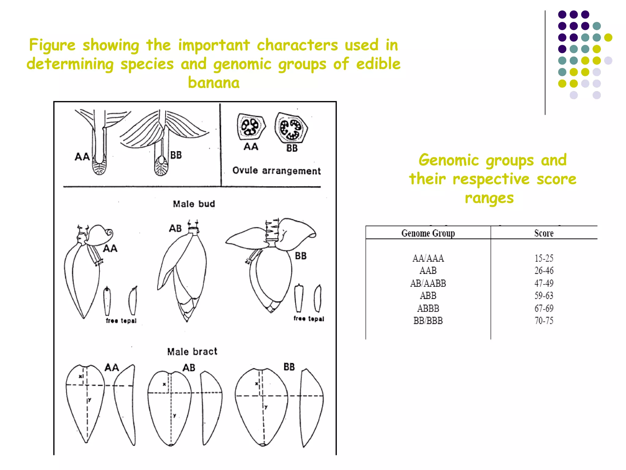 Banana genomic classification | PPT