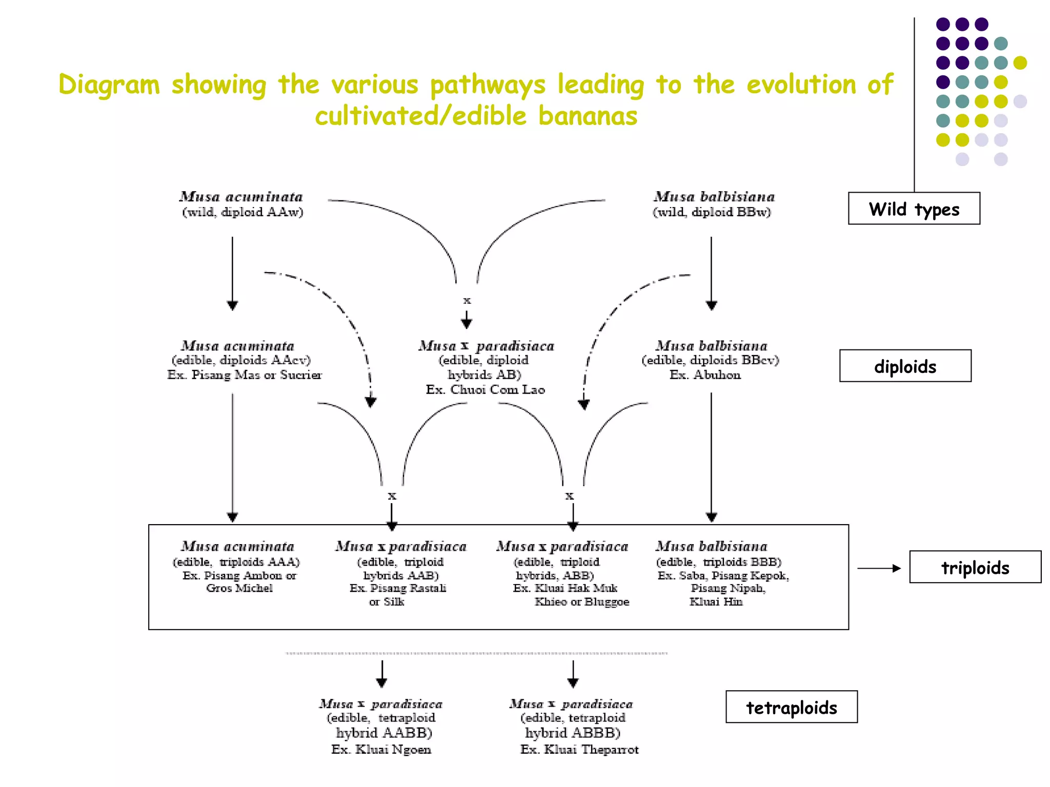 Banana genomic classification | PPT