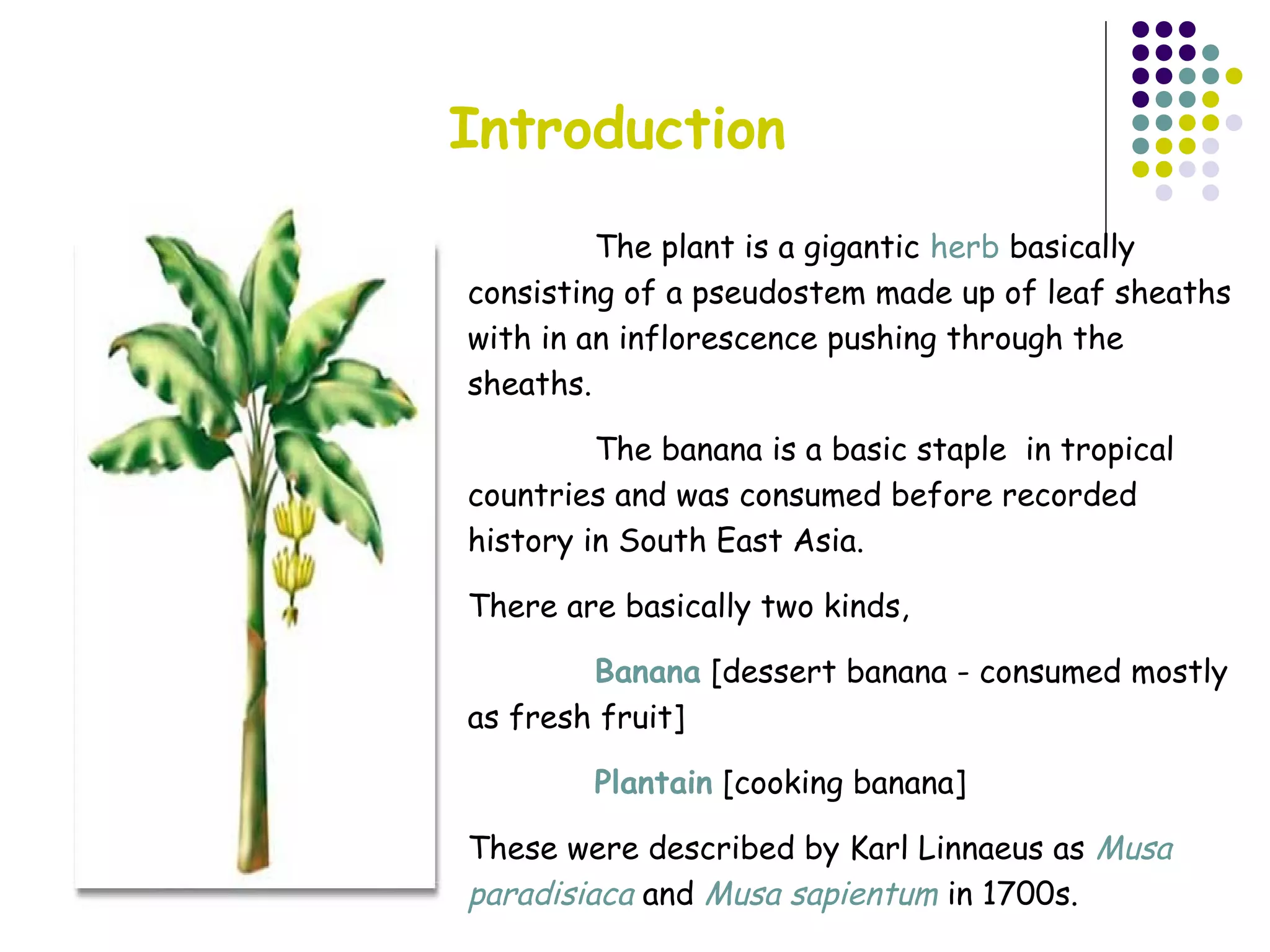 Banana genomic classification | PPT