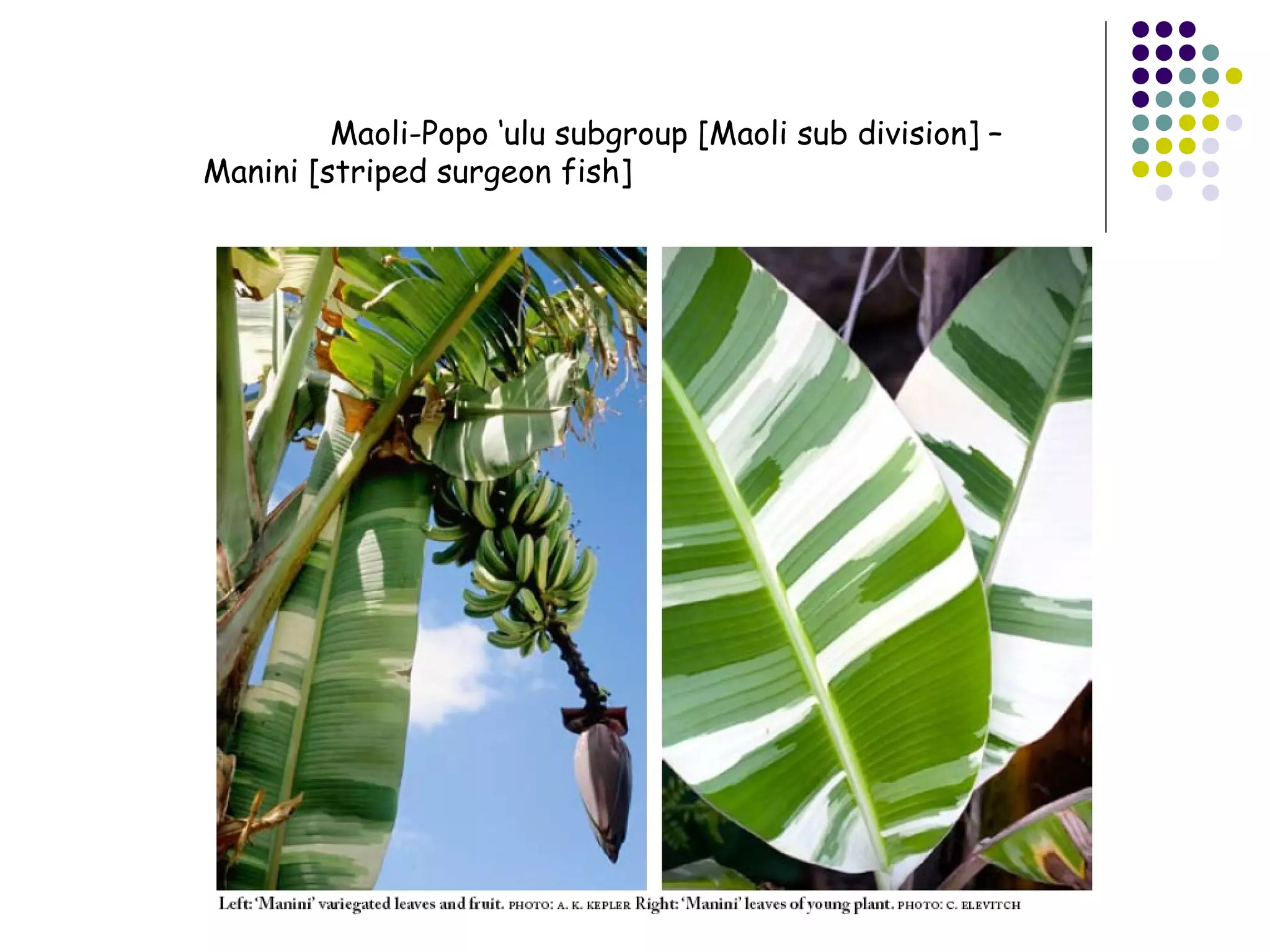 Banana genomic classification | PPT