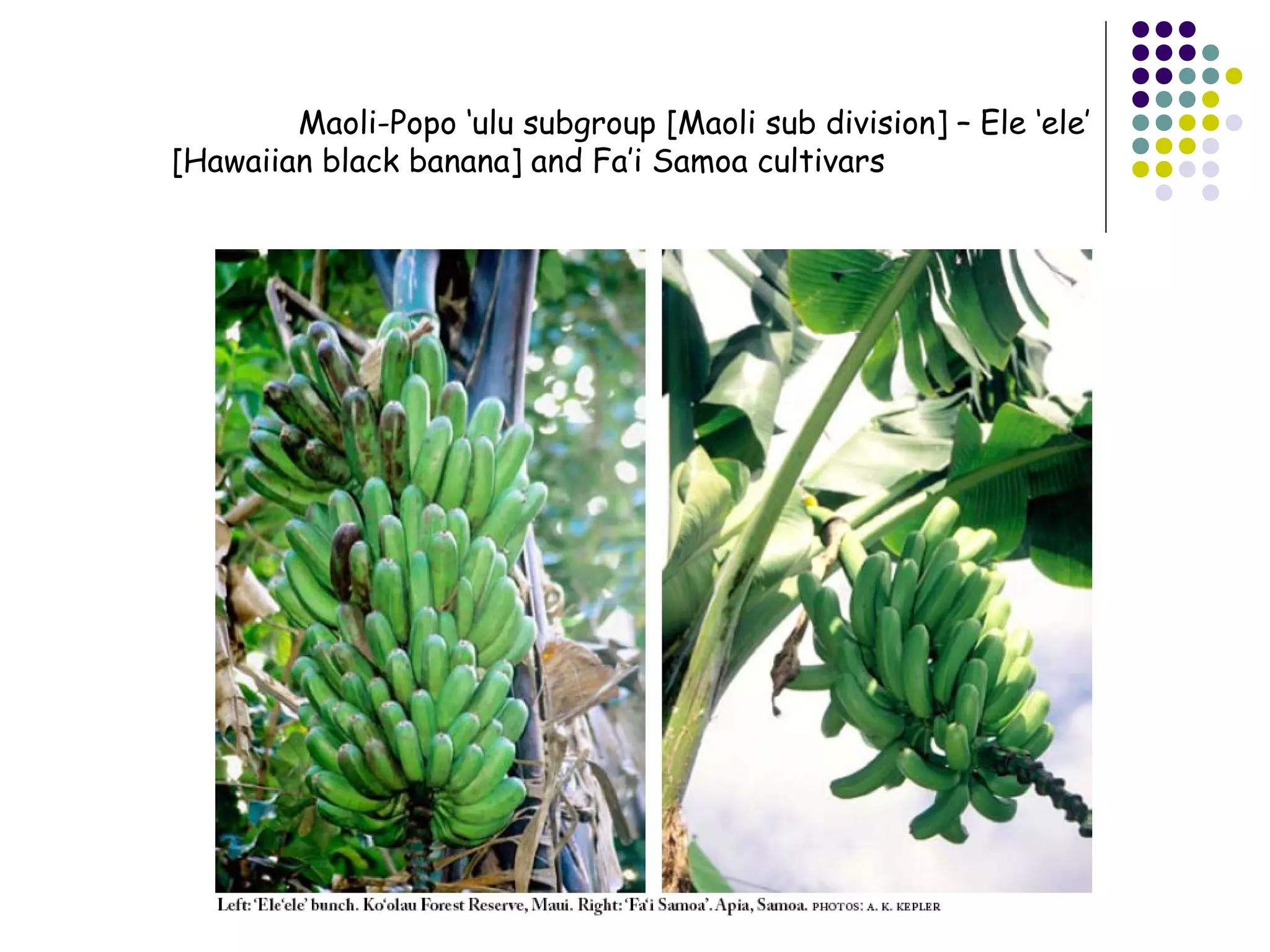 Banana genomic classification | PPT