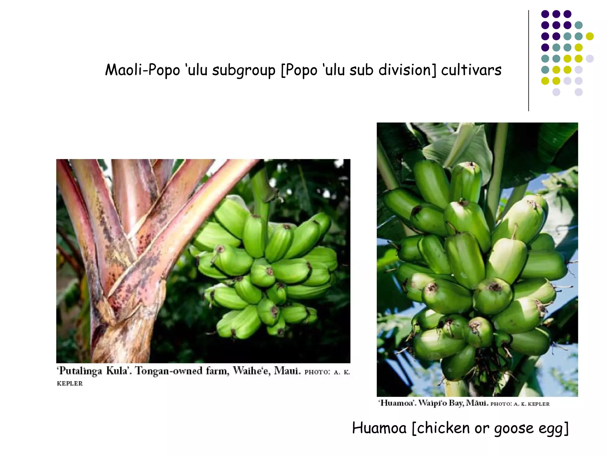 Banana genomic classification | PPT
