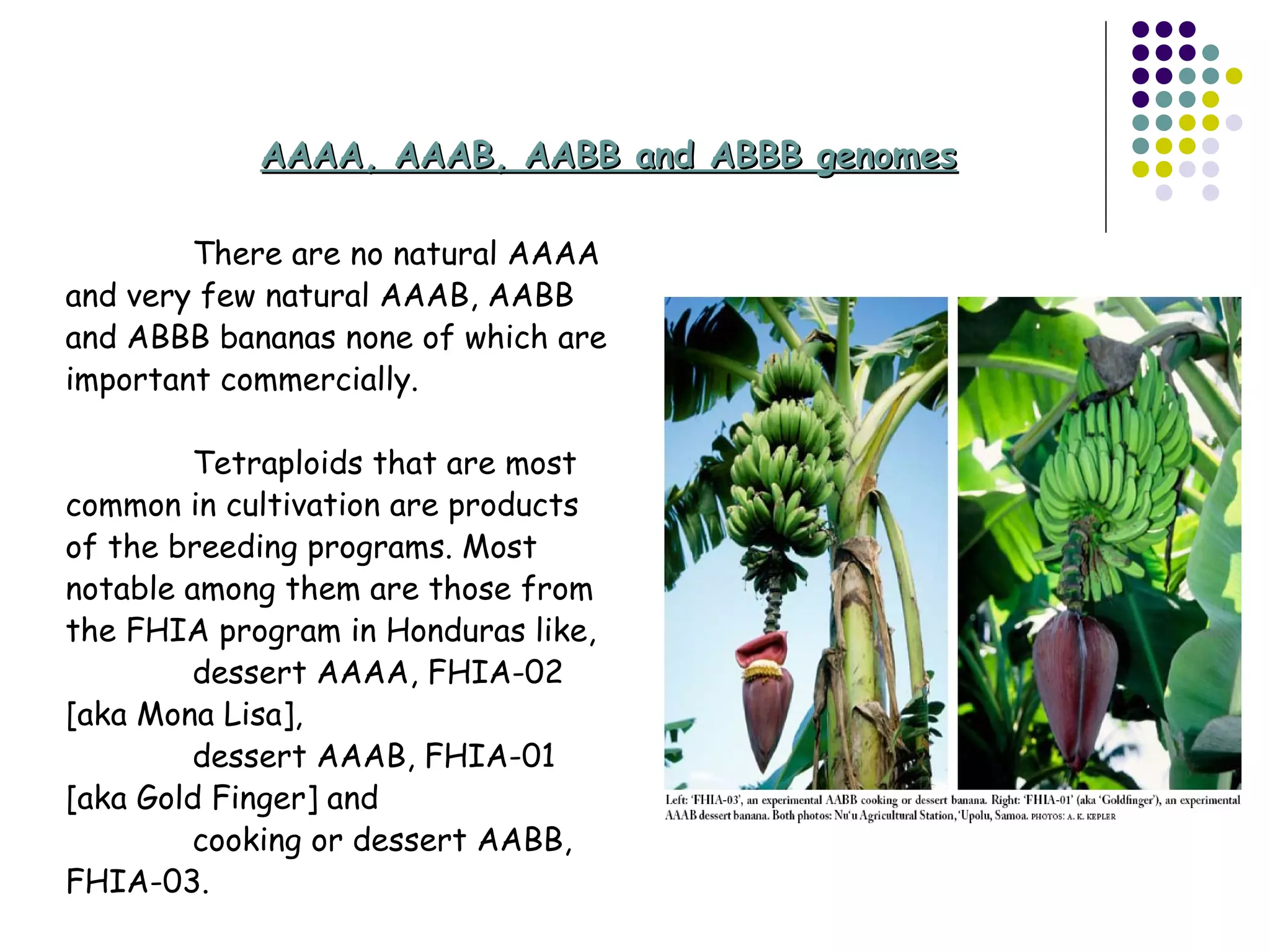 Banana genomic classification | PPT