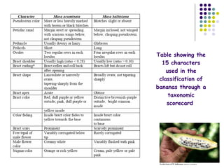 Banana genomic classification | PPT