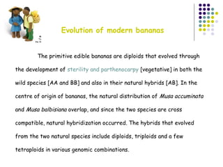 Banana genomic classification | PPT