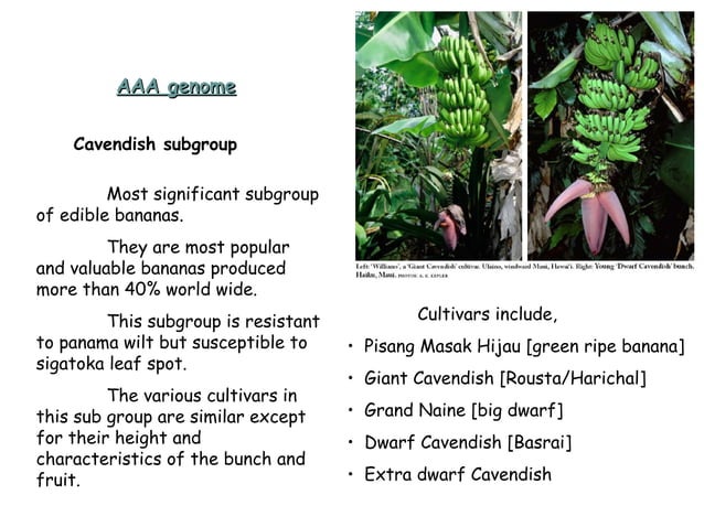 Banana genomic classification | PPT