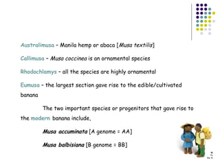 Banana genomic classification | PPT