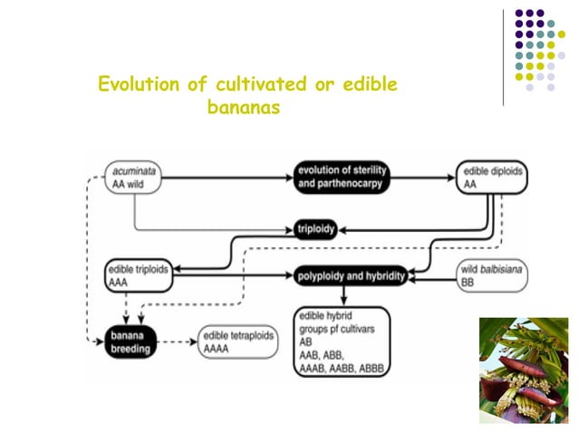Banana genomic classification | PPT
