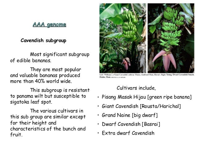 Banana genomic classification