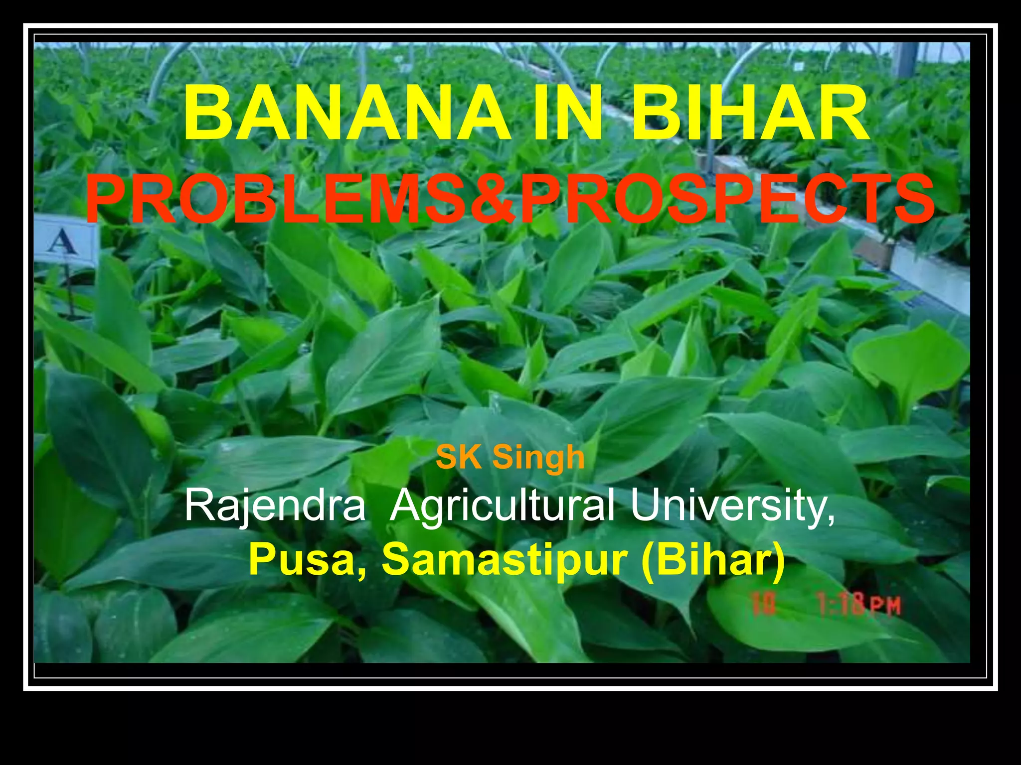 Banana in bihar new | PPT
