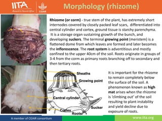 The Banana Plant: Morphology, Propagation and Breeding | PPTX