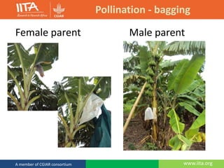 The Banana Plant: Morphology, Propagation and Breeding | PPTX