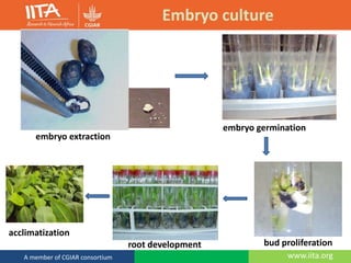 The Banana Plant: Morphology, Propagation and Breeding | PPTX