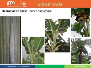 The Banana Plant: Morphology, Propagation and Breeding | PPTX
