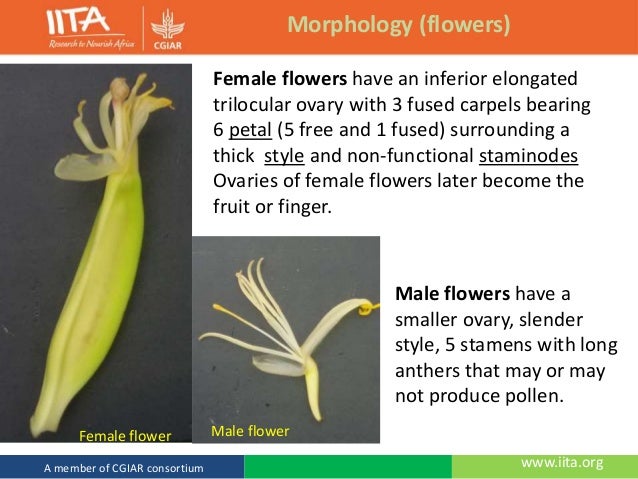 The Banana Plant: Morphology, Propagation and Breeding