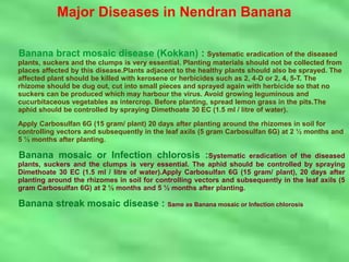 Banana Nendran.ppt
