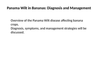 banana_panama_wilt fusarium_presentation.pptx