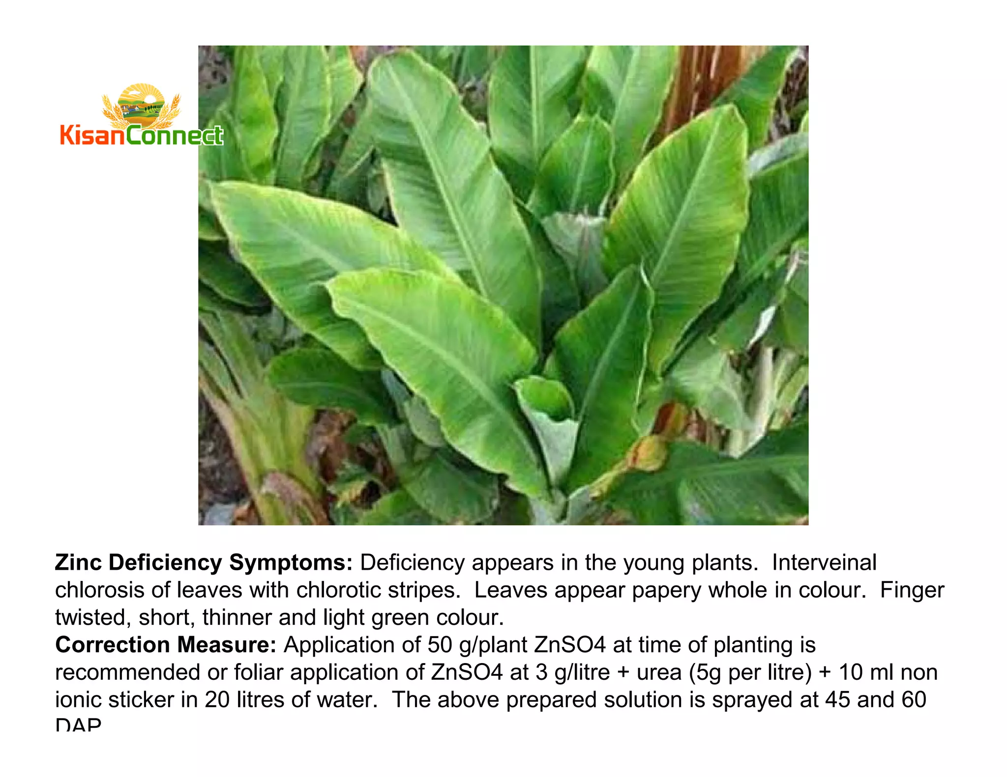 Banana plant deficiency symptoms and corrective measures | PDF