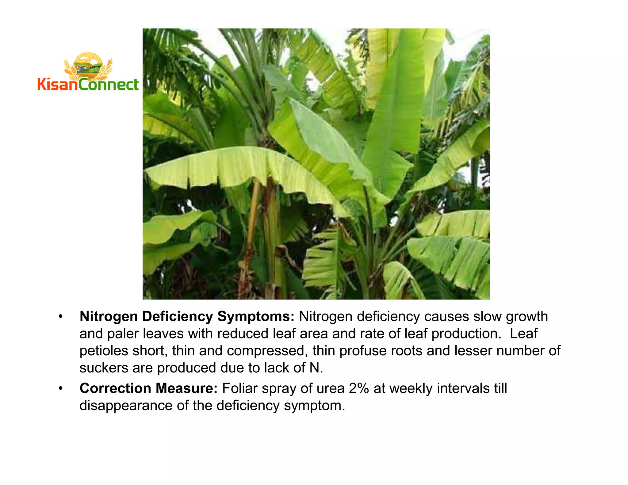 Banana plant deficiency symptoms and corrective measures | PDF
