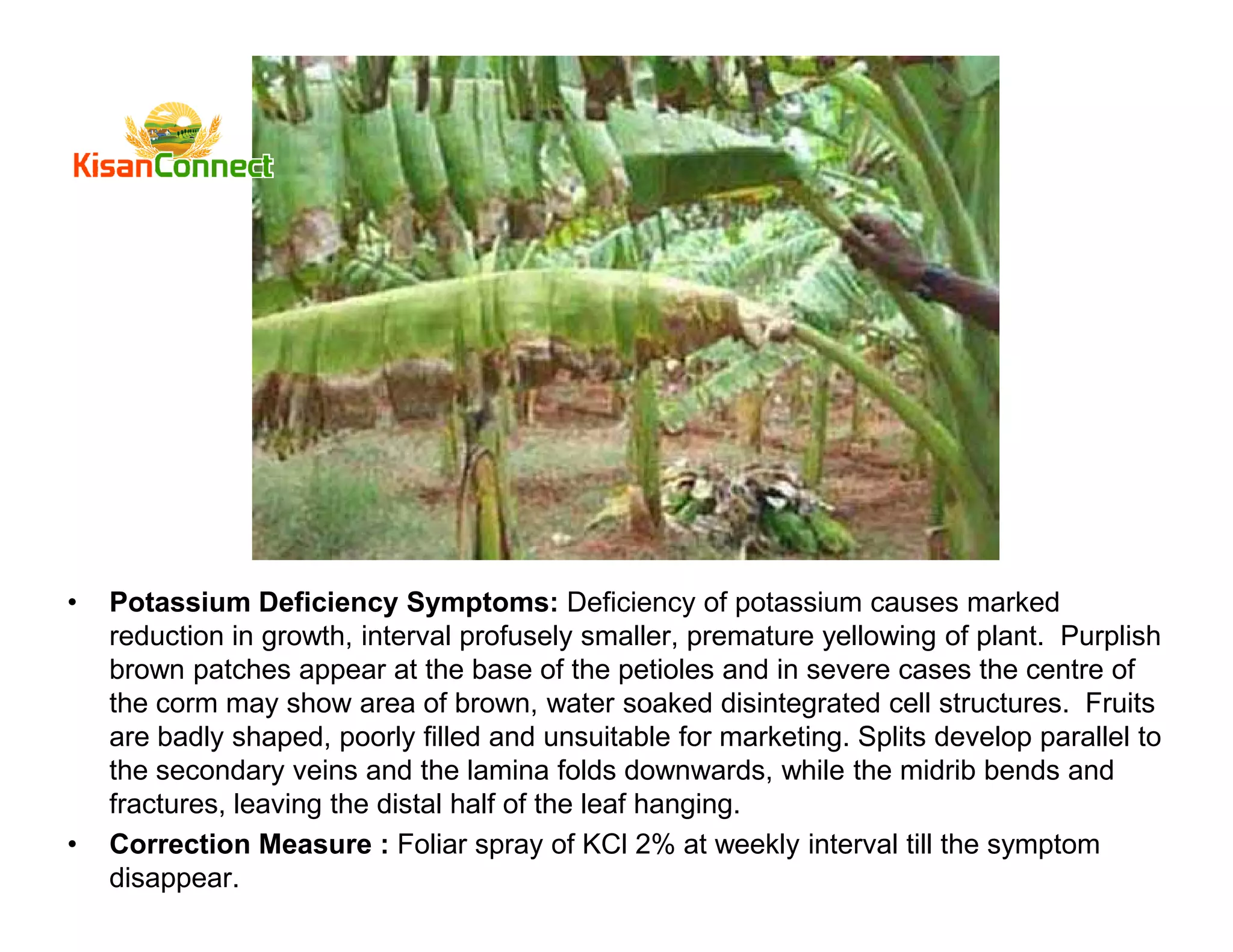 Banana plant deficiency symptoms and corrective measures | PDF