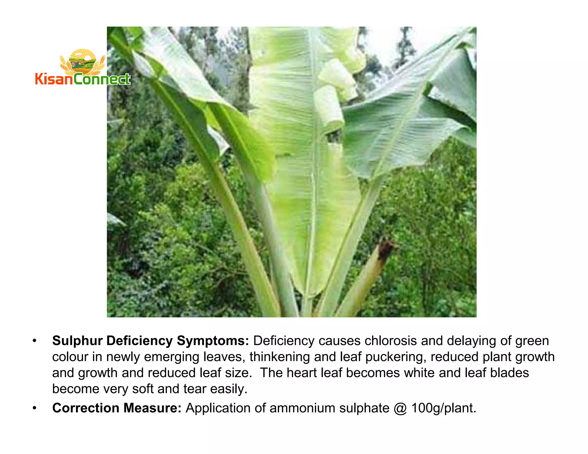 Banana plant deficiency symptoms and corrective measures | PDF