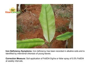 Banana plant deficiency symptoms and corrective measures | PDF