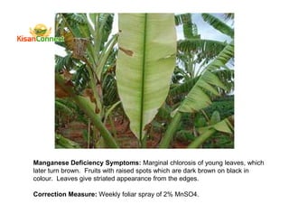 Banana plant deficiency symptoms and corrective measures | PDF