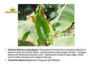 Banana plant deficiency symptoms and corrective measures | PDF