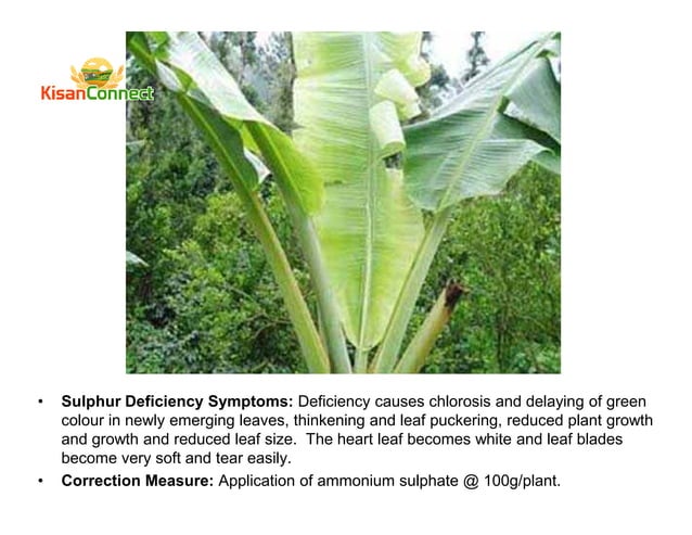 Banana plant deficiency symptoms and corrective measures | PDF | Blood ...