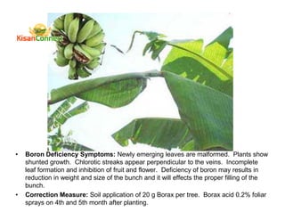 Banana plant deficiency symptoms and corrective measures | PDF