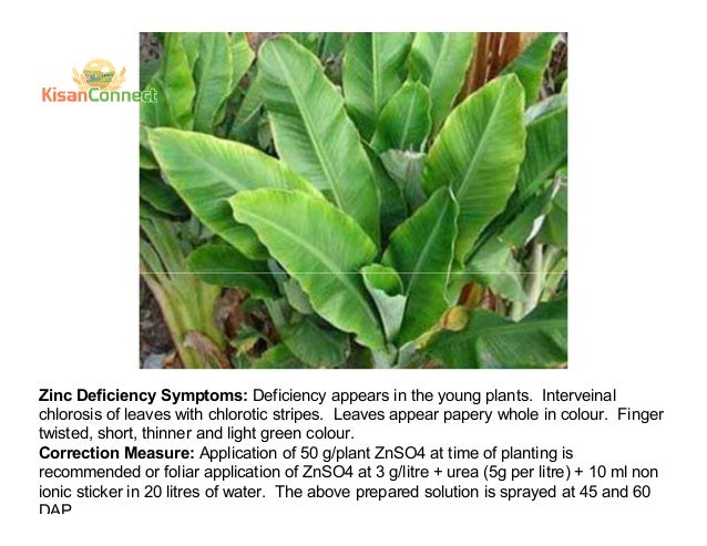 Banana plant deficiency symptoms and corrective measures