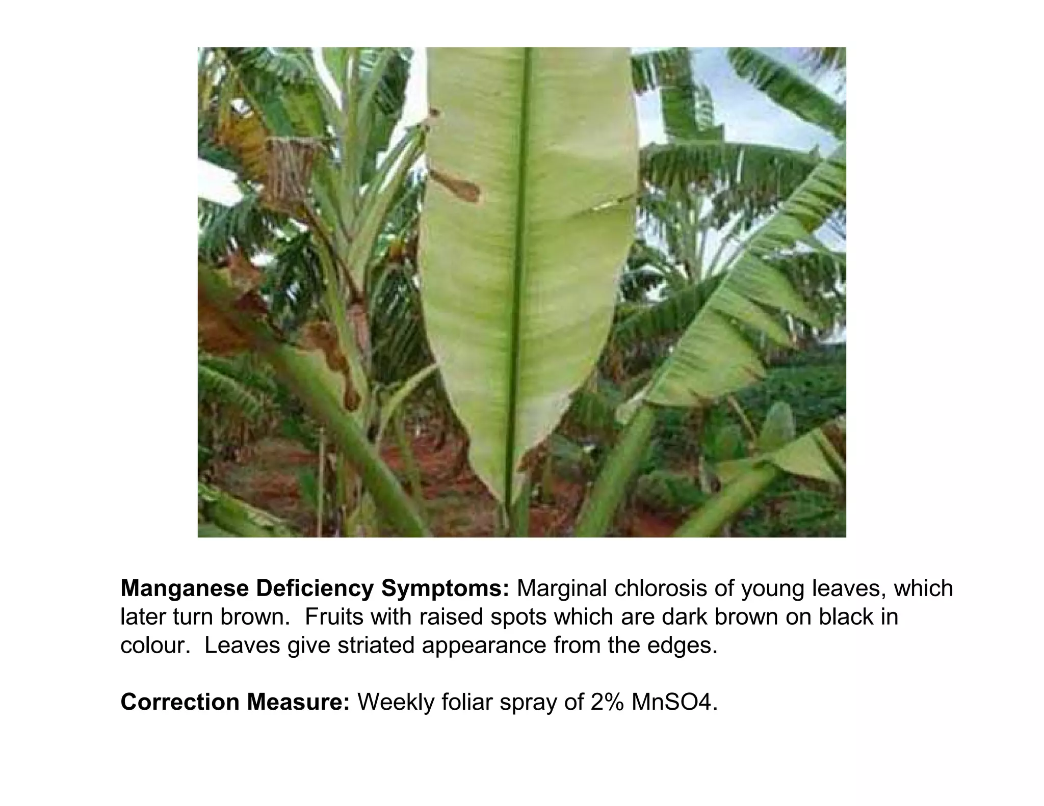 Banana plant deficiency symptoms and corrective measures [compatibility ...