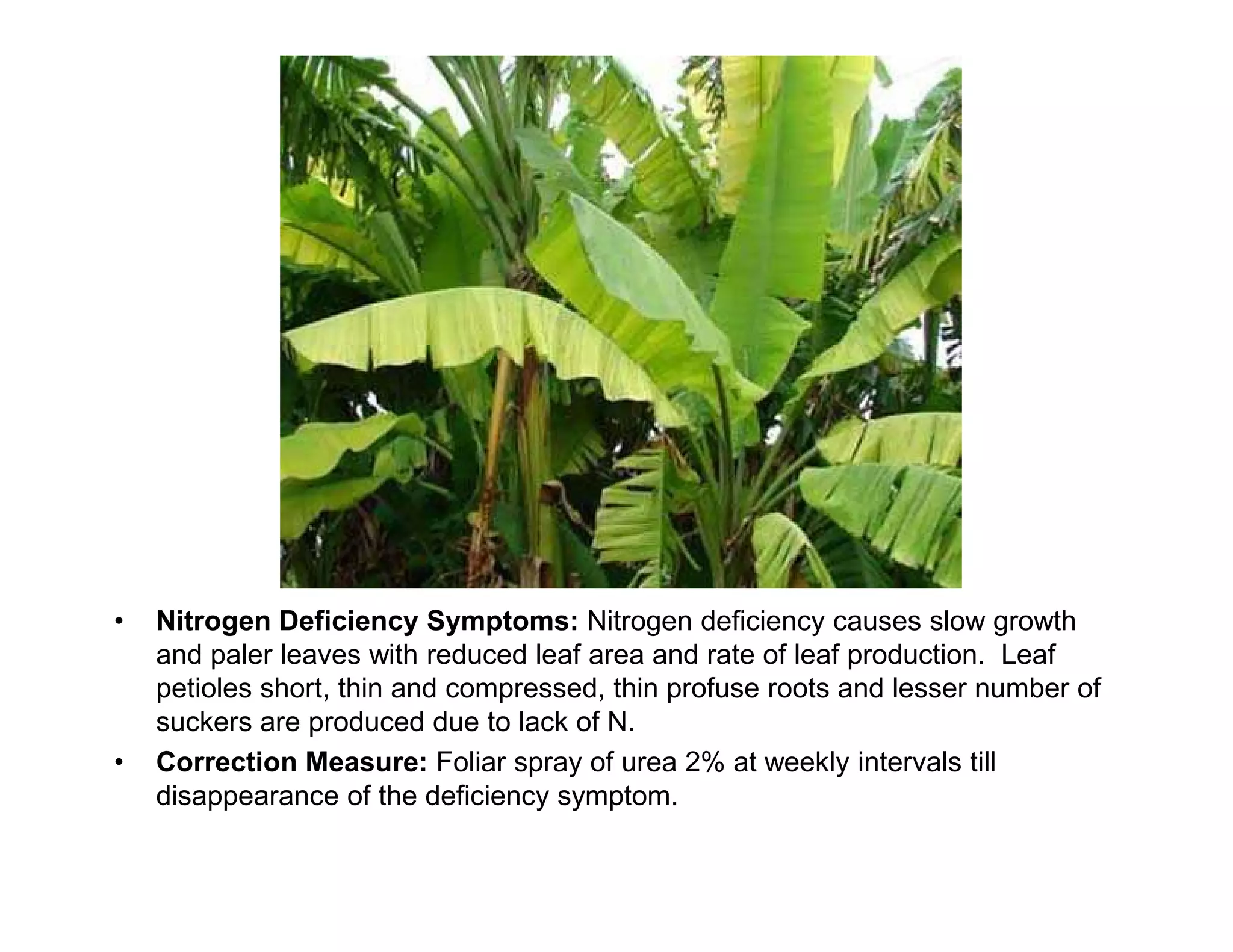 Banana plant deficiency symptoms and corrective measures [compatibility ...