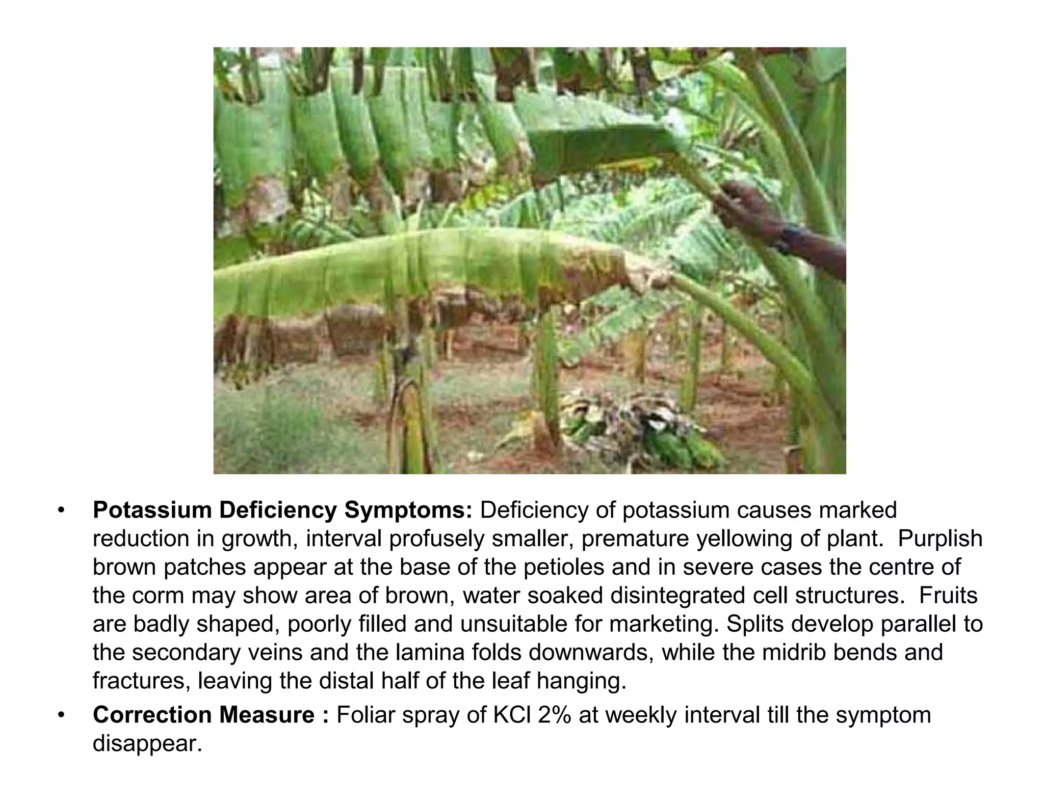Banana plant deficiency symptoms and corrective measures [compatibility ...