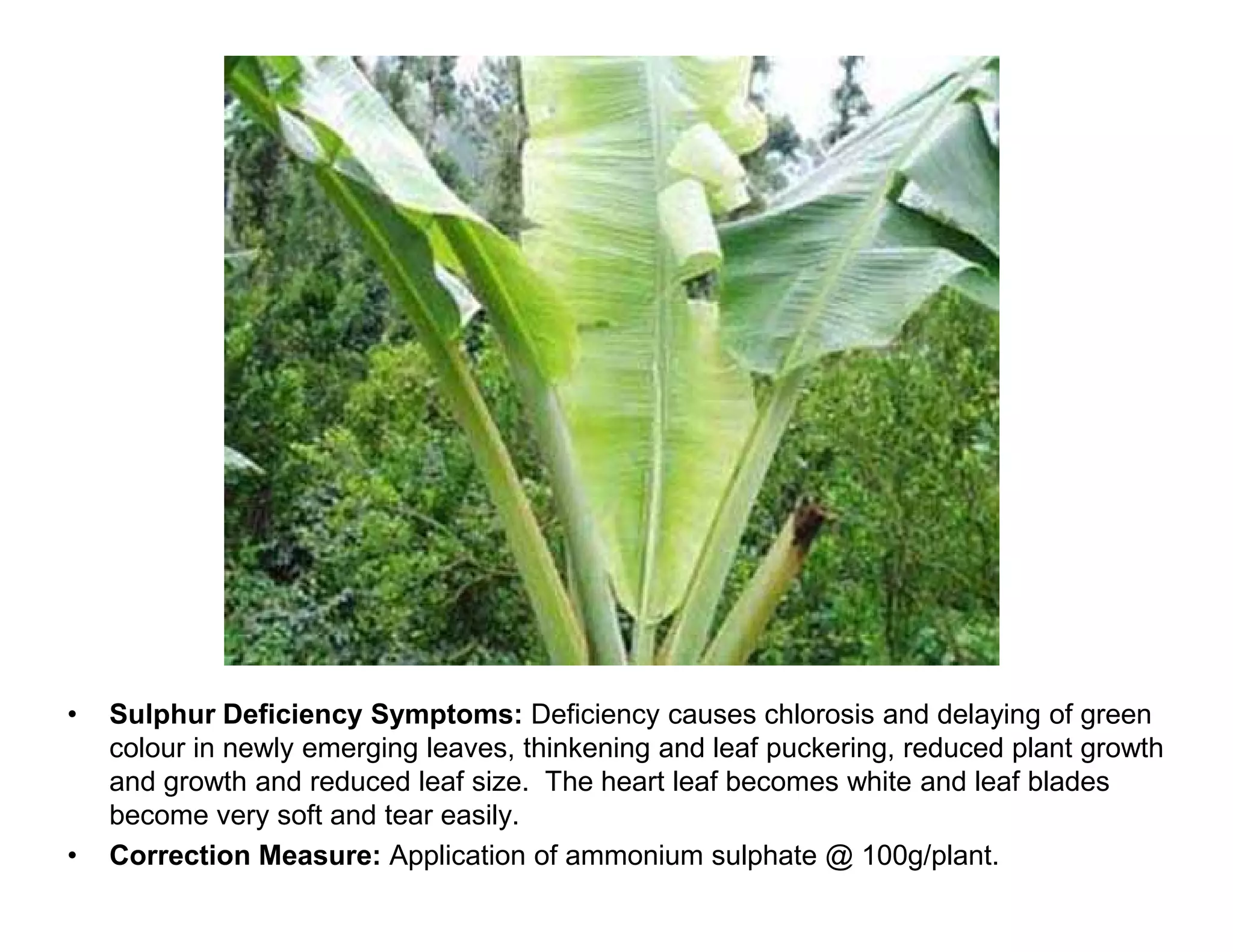 Banana plant deficiency symptoms and corrective measures [compatibility ...