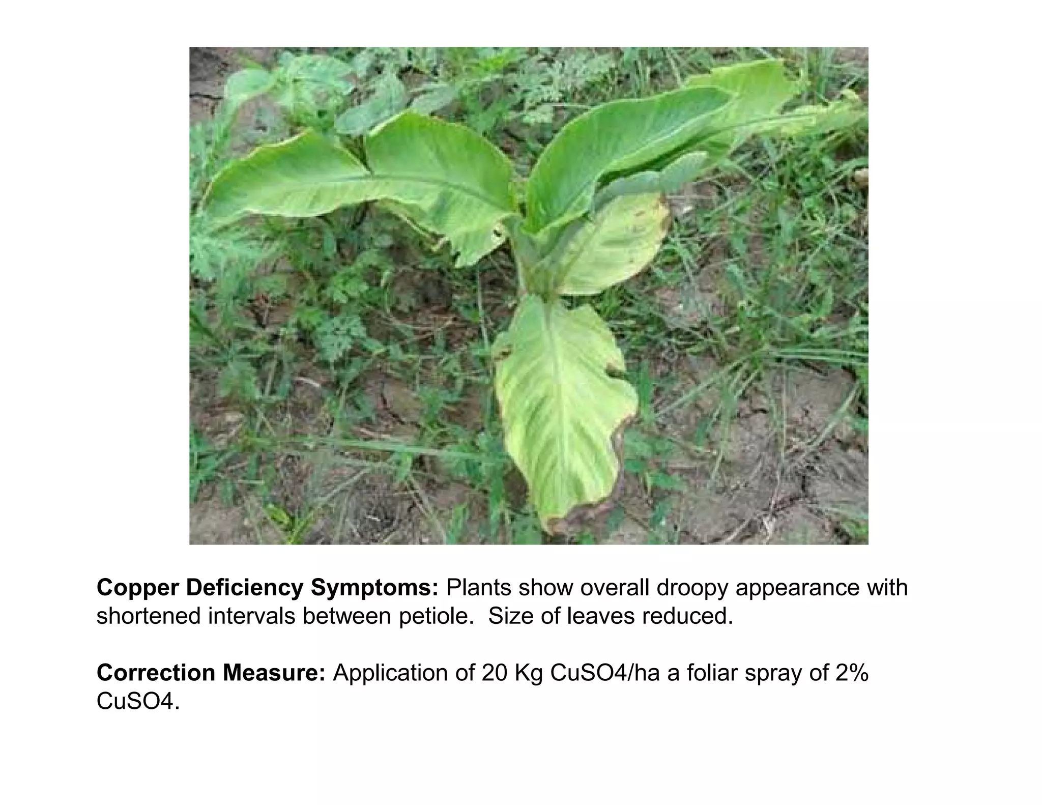 Banana plant deficiency symptoms and corrective measures [compatibility ...