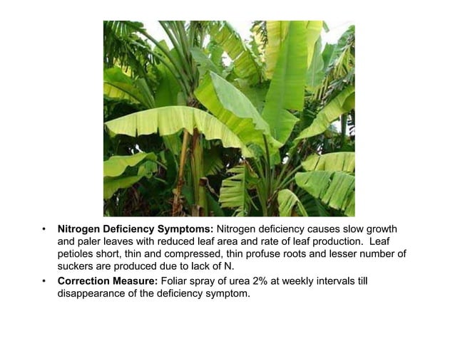 Banana plant deficiency symptoms and corrective measures [compatibility ...