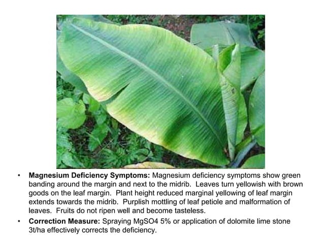 Banana plant deficiency symptoms and corrective measures [compatibility mode] | PDF | Blood ...