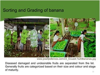 Postharvest Management of Banana | PPT